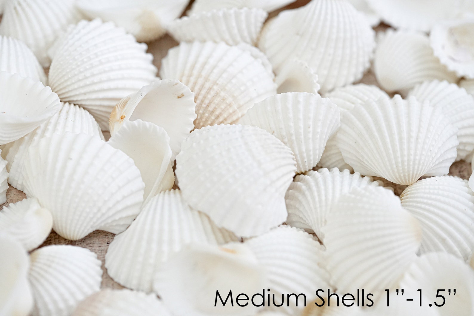 White Ark Shells, White Cockle Shells, White Seashells for Crafts ...