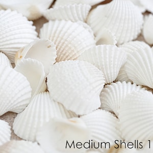 White Ark Shells, White Cockle Shells, White Seashells for Crafts ...