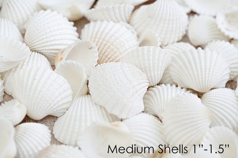 White Ark Shells, White Cockle Shells, White Seashells for Crafts ...