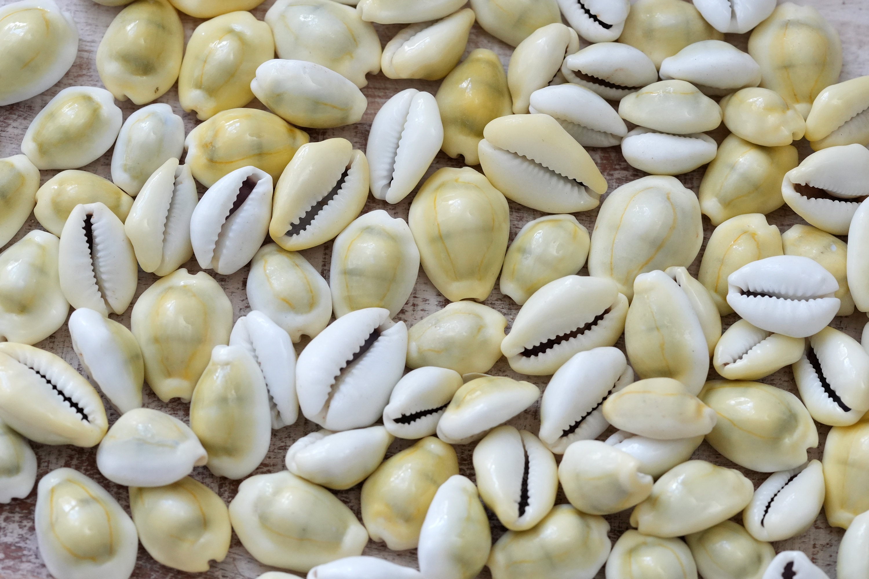 Yellow Cowrie Shells, Money Cowries, Sea Shells for Arts and Crafts ...