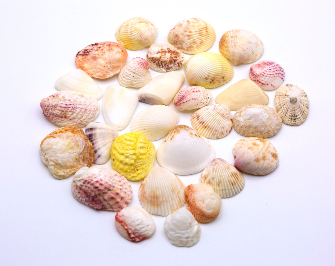Assorted Seashells Lot, 30 Shells, Scallop Shell, Tellin, Bivalve, Pink ...