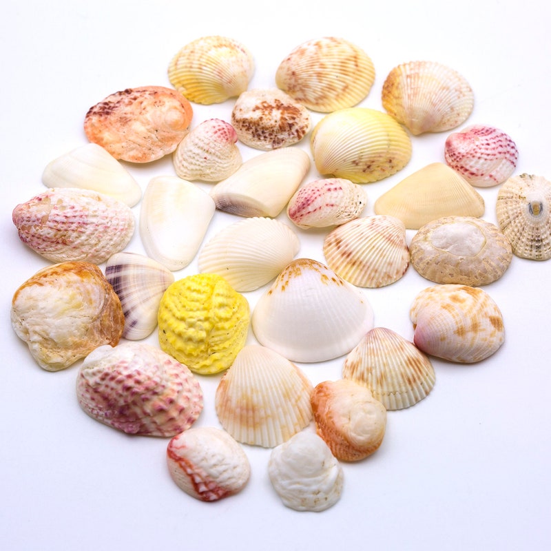 Assorted Seashells - Etsy