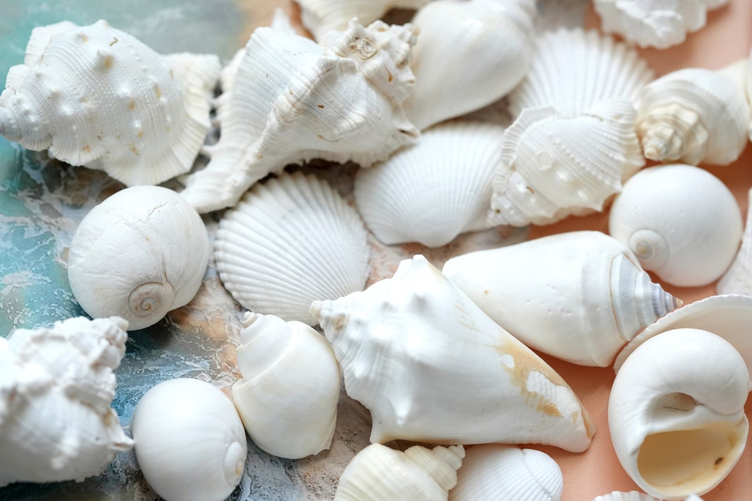 Mixed Seashells, Assorted Seashells, White Seashells, Seashells for ...