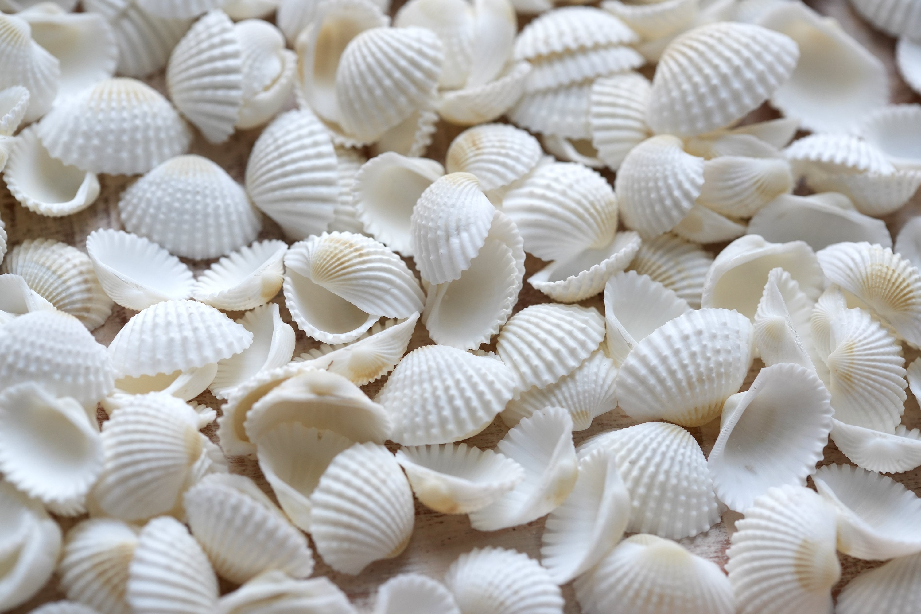 White Ark Shells, White Cockle Shells, White Seashells for Crafts ...