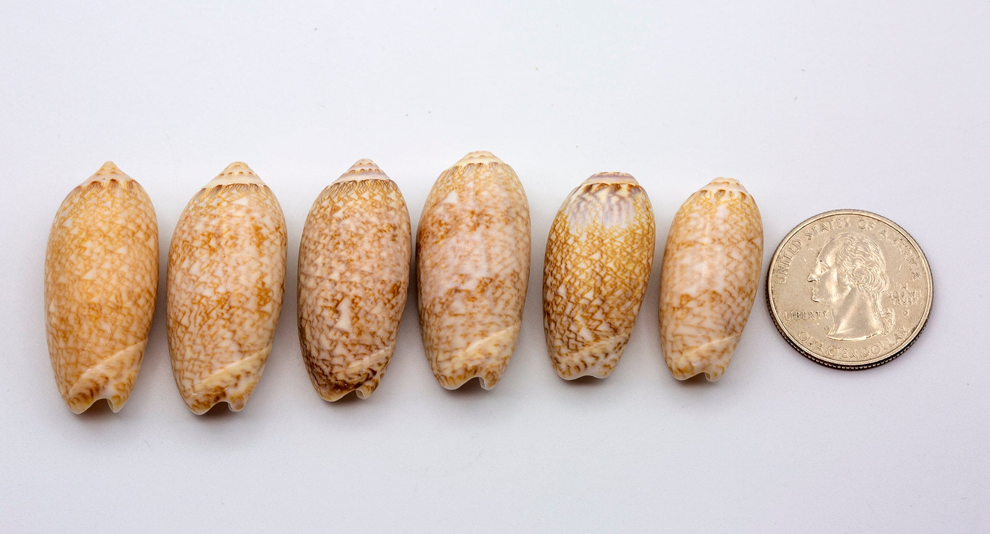 Seashells Lettered Olive Shells for Jewelry & Mosaic Making | Etsy