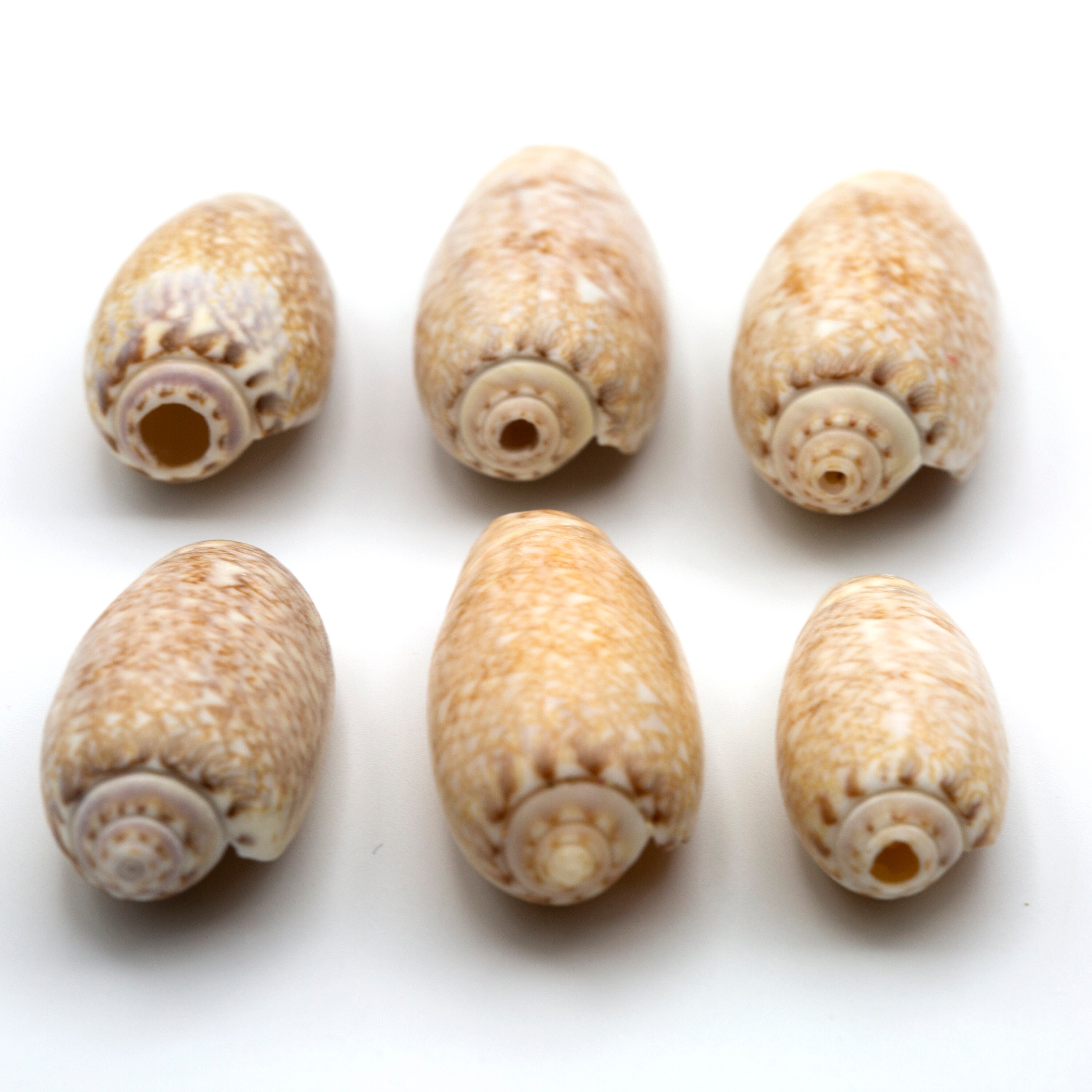 Seashells, Lettered Olive Shells, for Jewelry & Mosaic Making, 6 Pieces ...