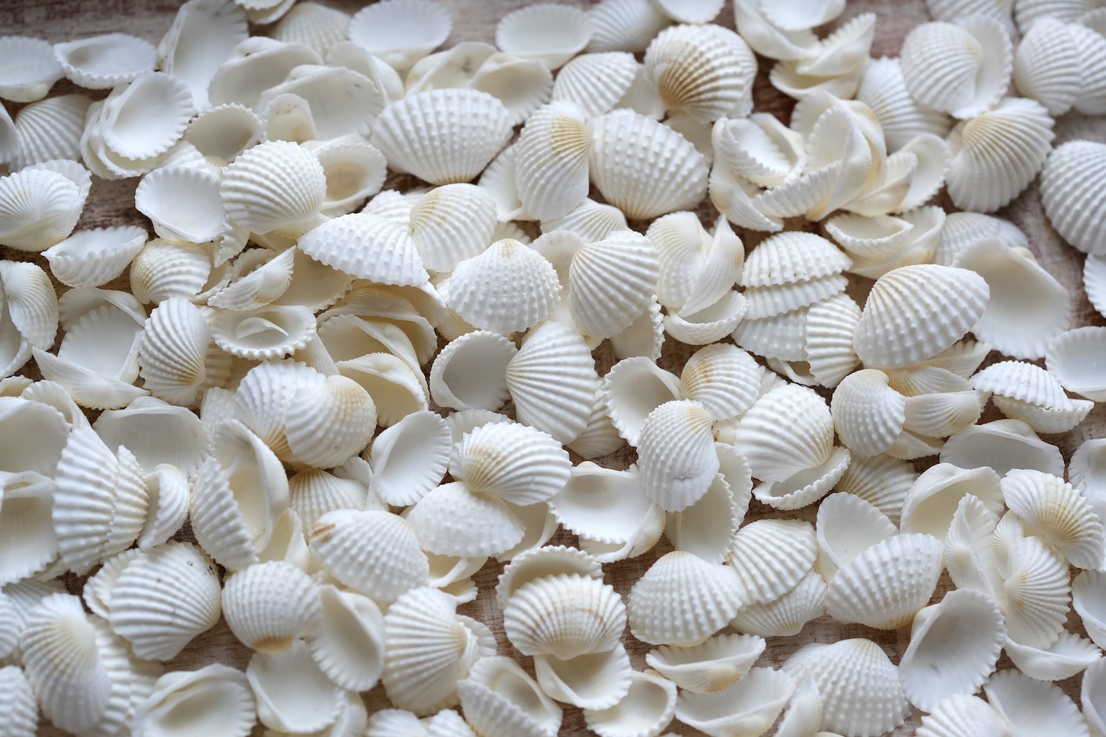 White Ark Shells, White Cockle Shells, White Seashells for Crafts ...