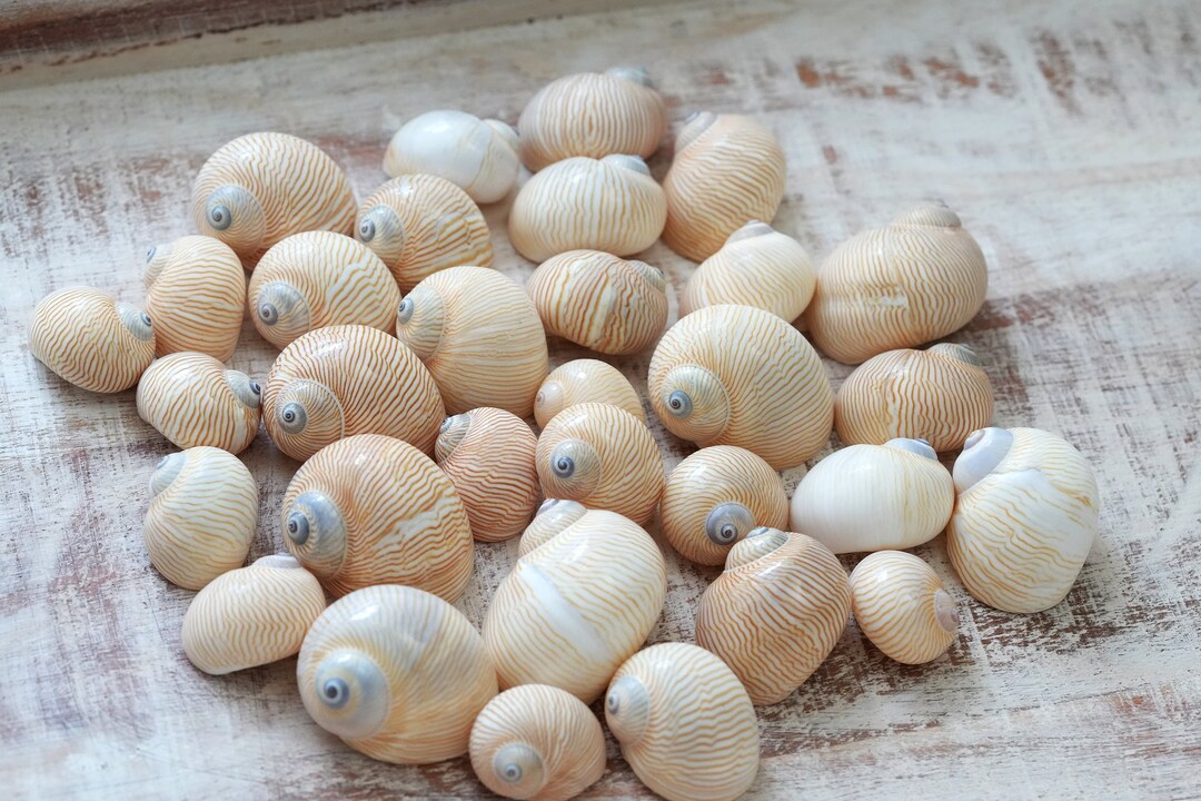 Nautica Lineata Shells, Striped Shells, Bulk Seashells for Crafts ...