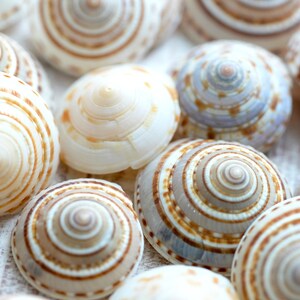 Sundial Seashells, Spiral Shells, Beach Wedding Decor, Specimen ...