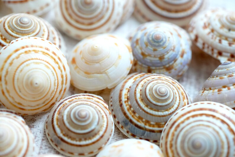 Sundial Seashells, Spiral Shells, Beach Wedding Decor, Specimen ...