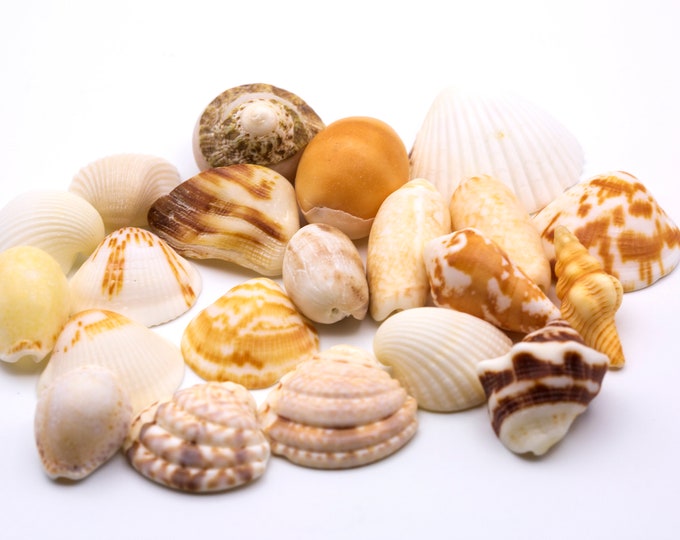 Assorted Seashells Lot, 21 Shells, Scallop Shell, Deltoid Rock Shell ...