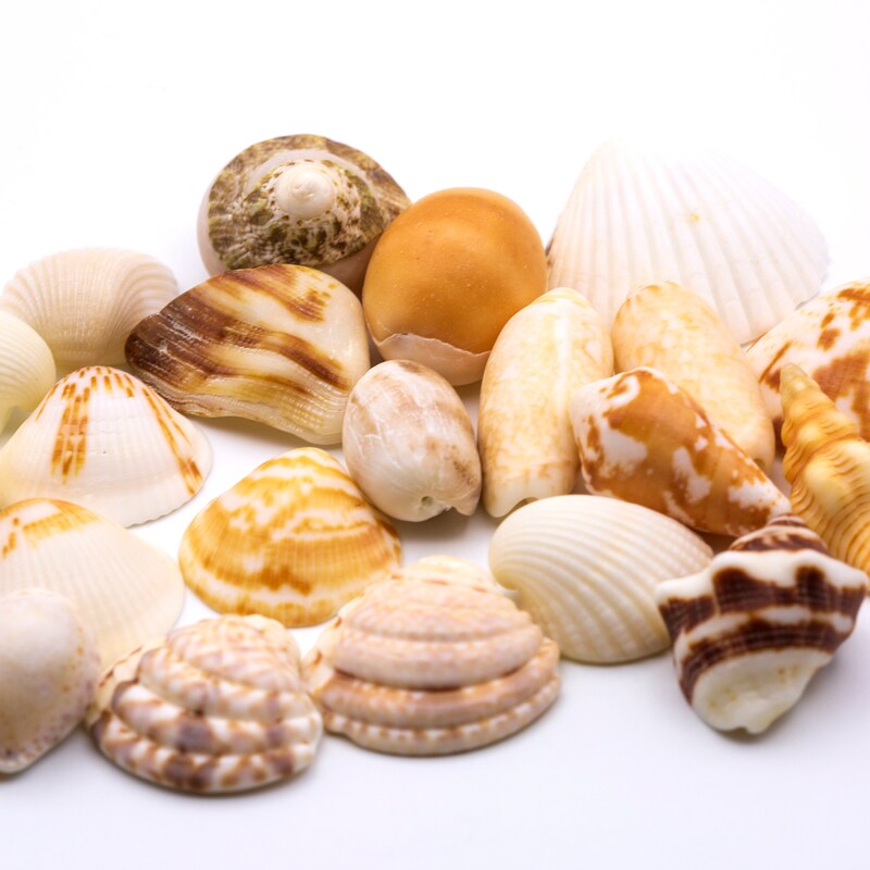 Assorted Seashells - Etsy