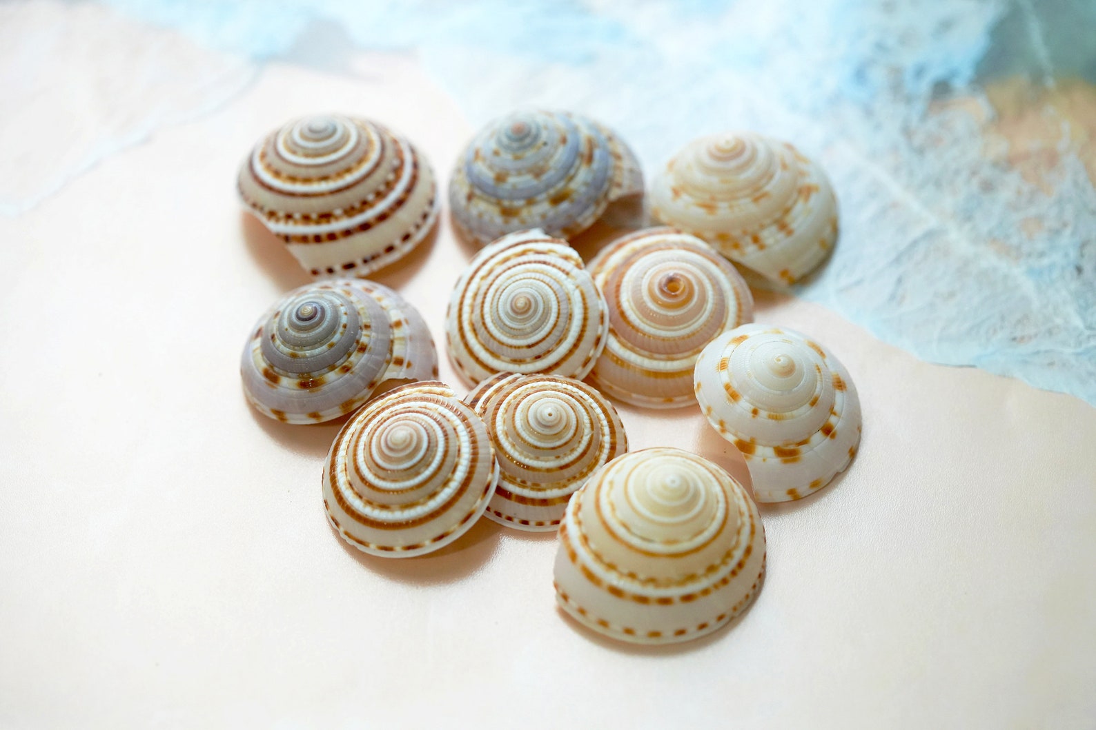 Sundial Seashells, Spiral Shells, Beach Wedding Decor, Specimen ...