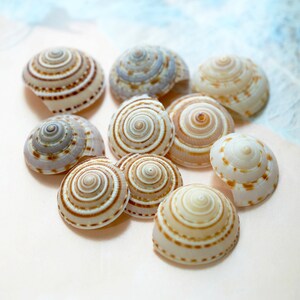 Sundial Seashells, Spiral Shells, Beach Wedding Decor, Specimen ...