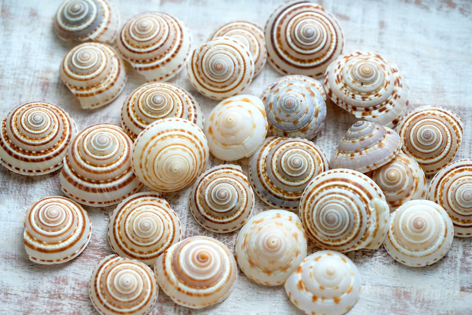 Sundial Seashells, Spiral Shells, Beach Wedding Decor, Specimen ...