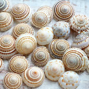 Sundial Seashells, Spiral Shells, Beach Wedding Decor, Specimen ...