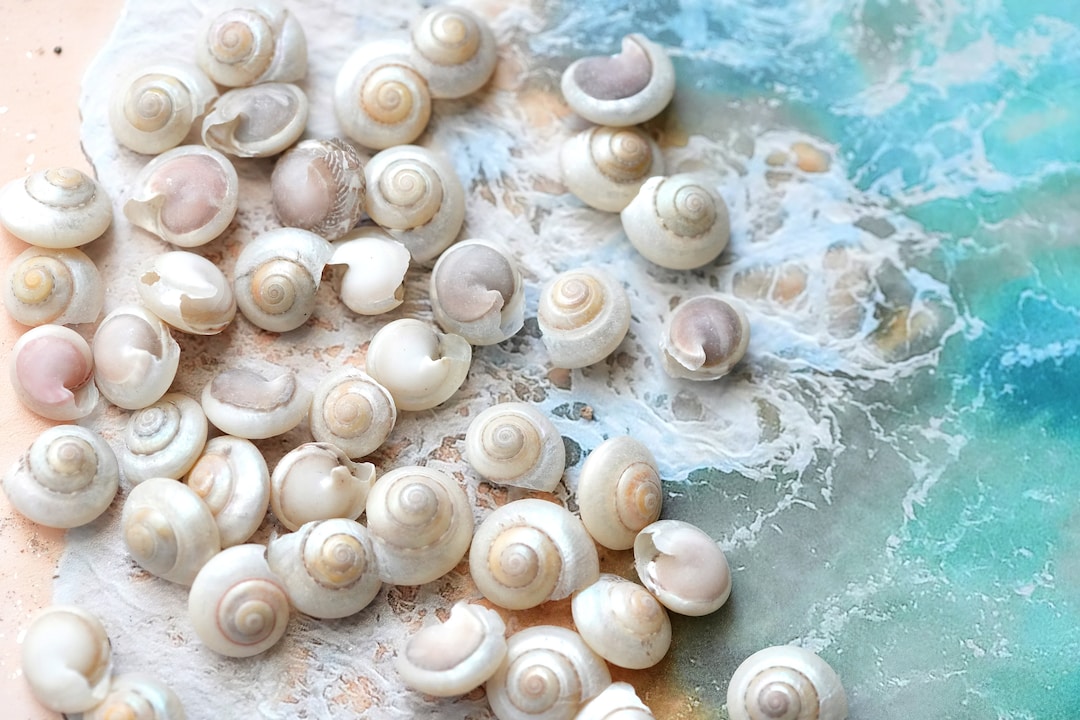 Pearl Umbonium Shells, Pearly Seashells, Small Shells, Bulk Sea Shells ...