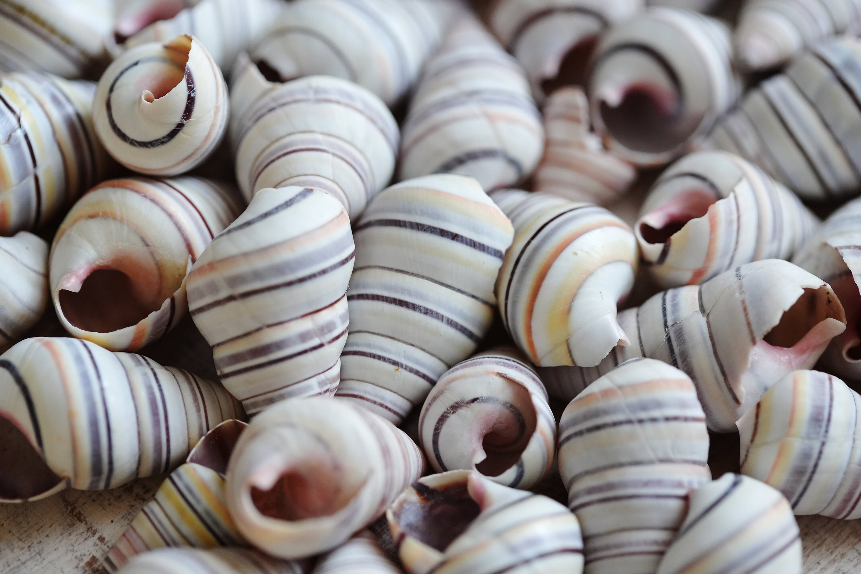 Haitian Tree Snail Shells, Candy Cane Snail, Shells for Crafts, Shells ...