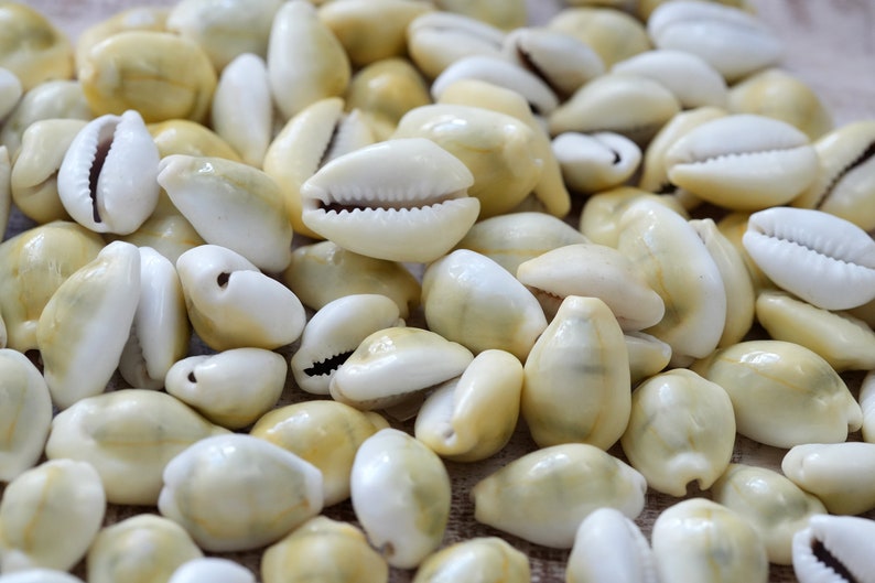 Yellow Cowrie Shells, Money Cowries, Sea Shells for Arts and Crafts ...