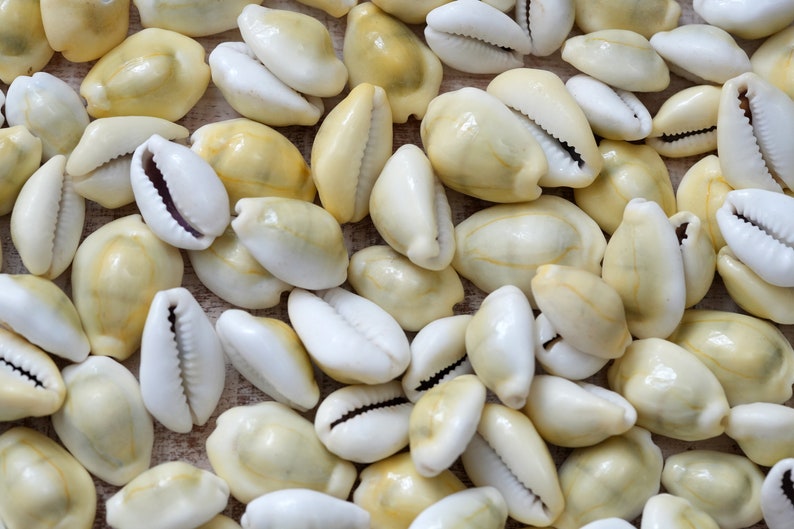 Yellow Cowrie Shells, Money Cowries, Sea Shells for Arts and Crafts ...