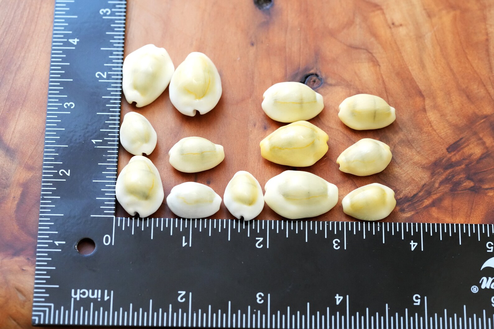 Yellow Cowrie Shells, Money Cowries, Sea Shells for Arts and Crafts ...