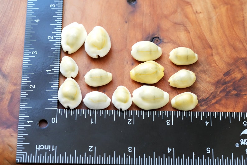 Yellow Cowrie Shells, Money Cowries, Sea Shells for Arts and Crafts ...