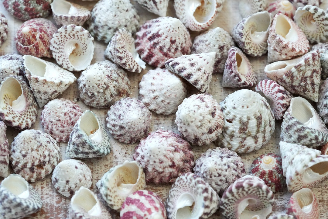 Red Stripe Trocus Shells, Bulk Sea Shells, for Home Decor, Beach ...