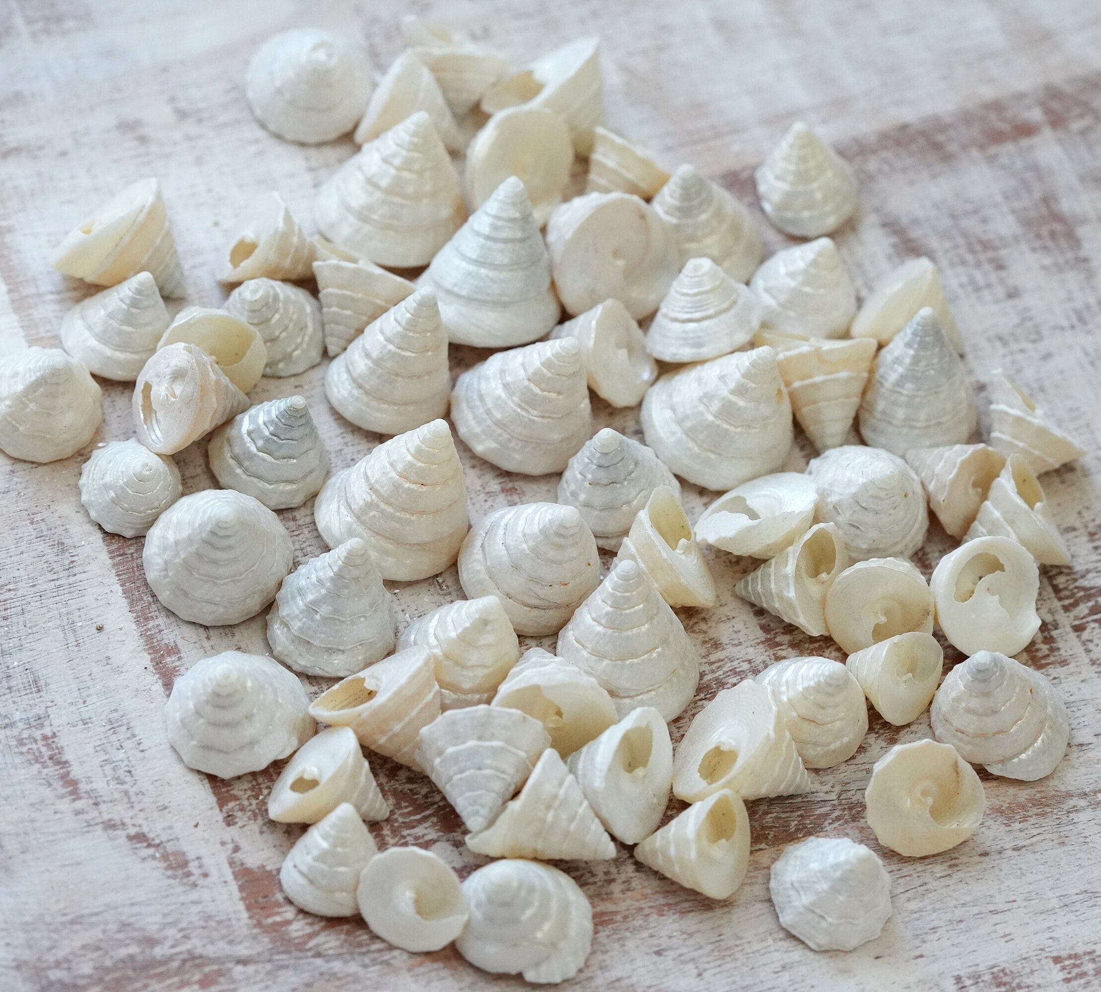 Pearl Trochus Shells, Among Pong Pearl Shells, for Crafts, Mosaics ...