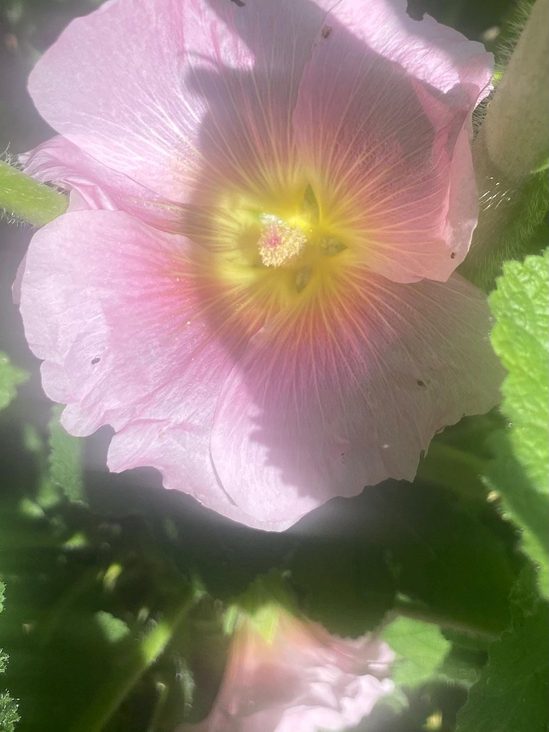 Pink Holly Hocks Seeds - Etsy