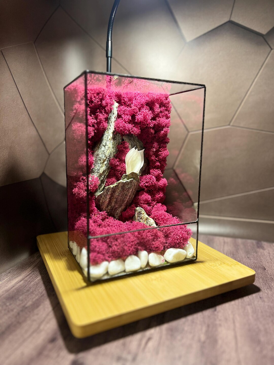 Terrarium Moss Eco-friendly Office Decor Sunset Moss Box Plante - Etsy