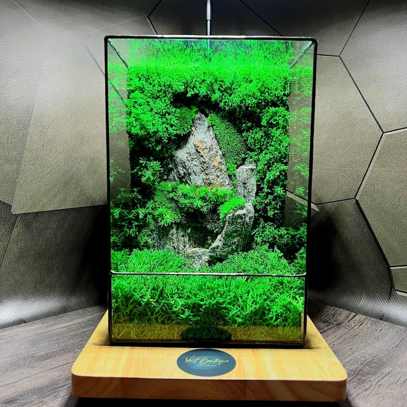 Desktop Terrarium - Etsy