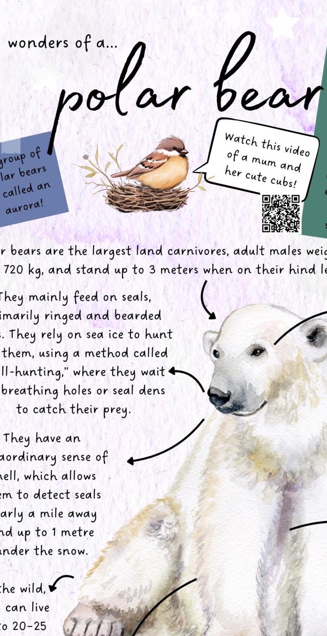 Wonders of a Polar Bear - Etsy