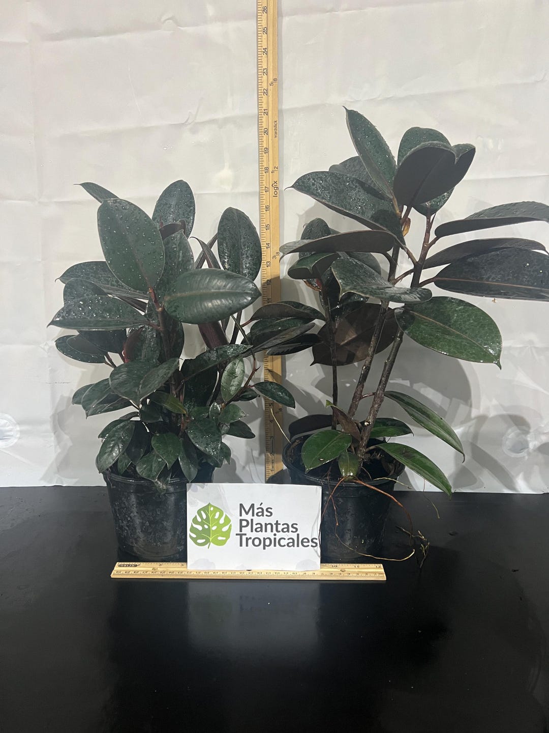 Dwarf Maroon Rubber Plant (ficus Elastica 'melany') - Live Plant - Etsy