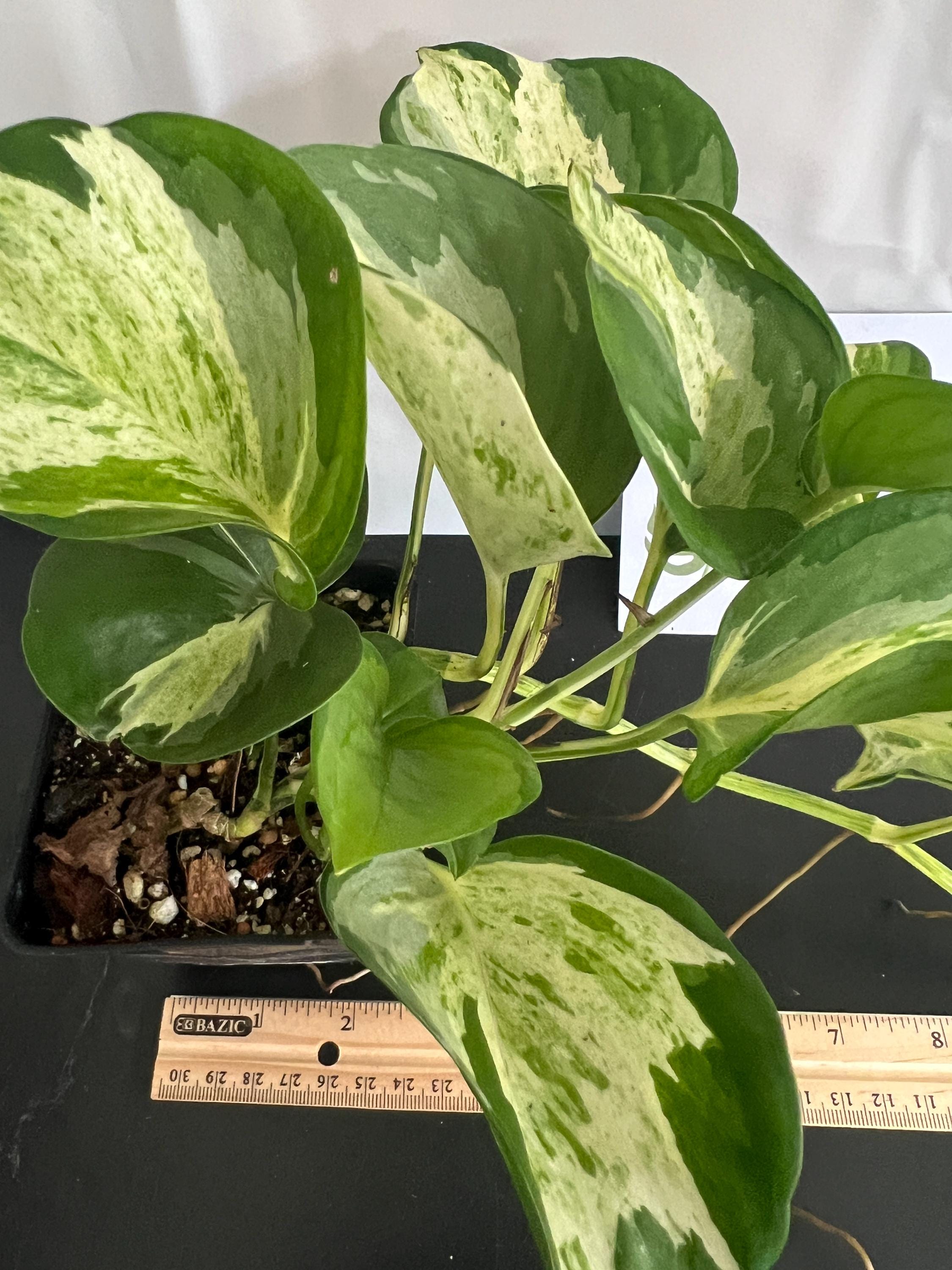 Manjula Pothos, Well Rooted in 4" Pot - Etsy