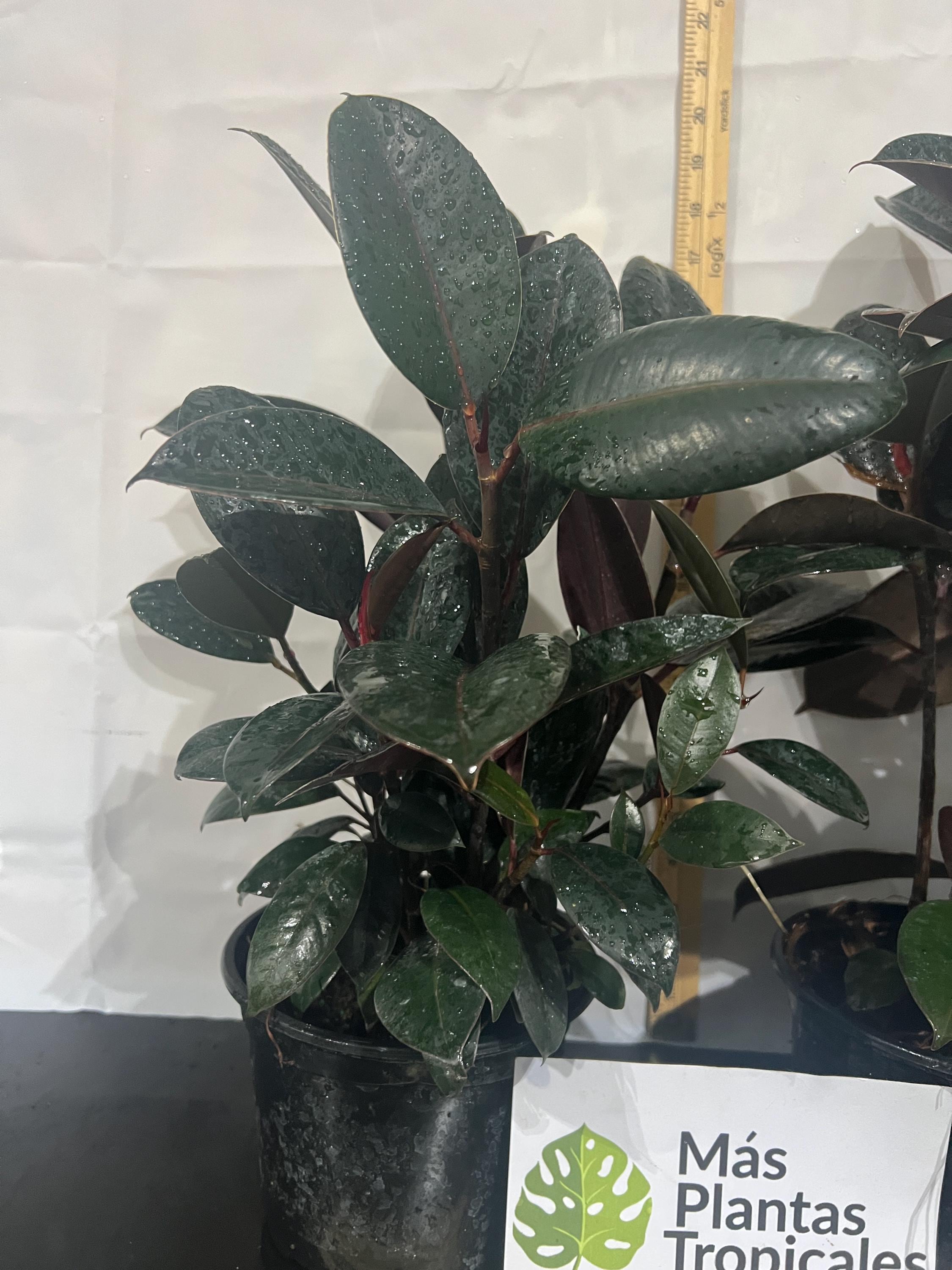Dwarf Maroon Rubber Plant, Ficus Elastica 'melany'--live Plant - Etsy