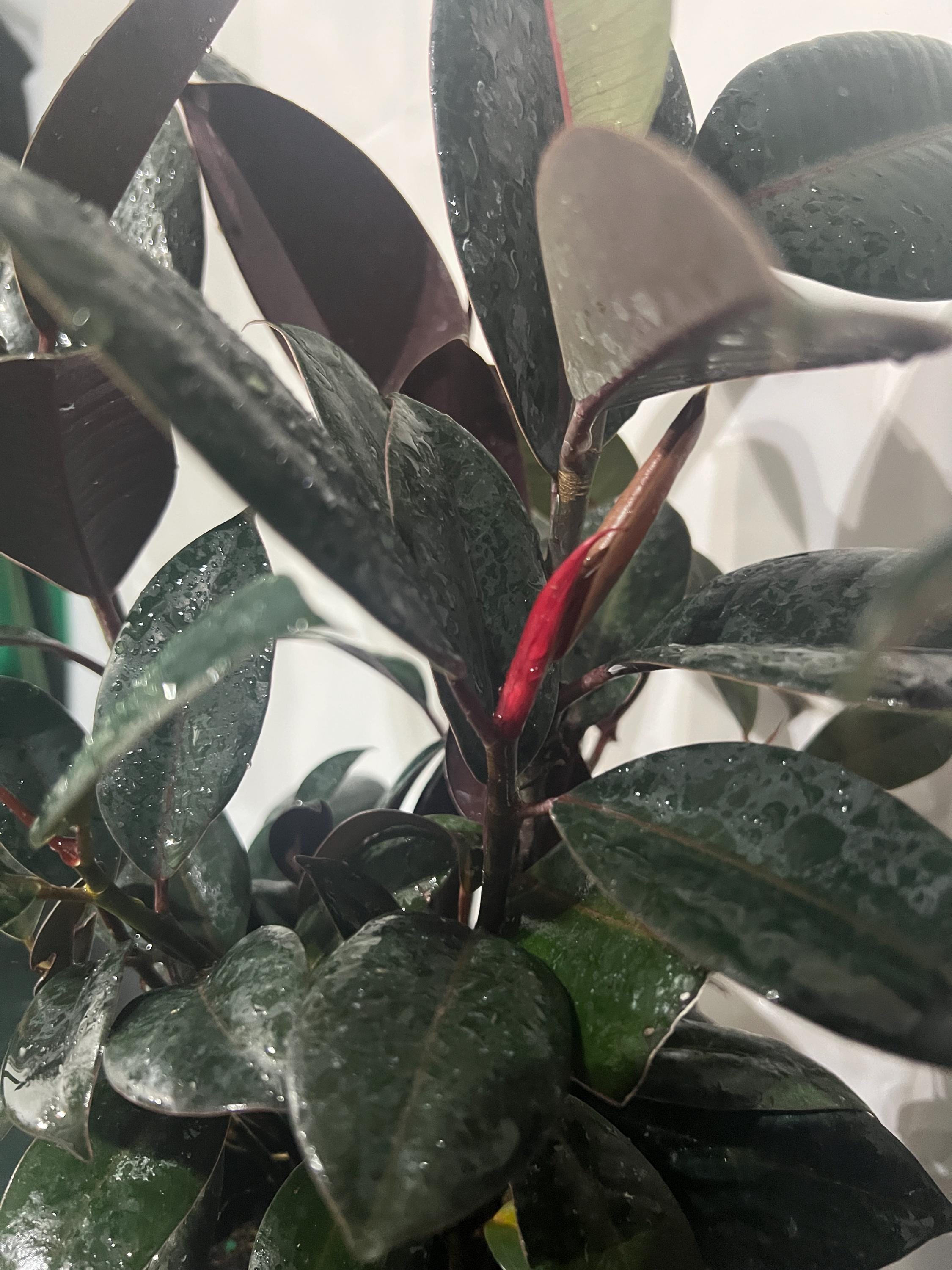 Dwarf Maroon Rubber Plant, Ficus Elastica 'melany'live Plant - Etsy