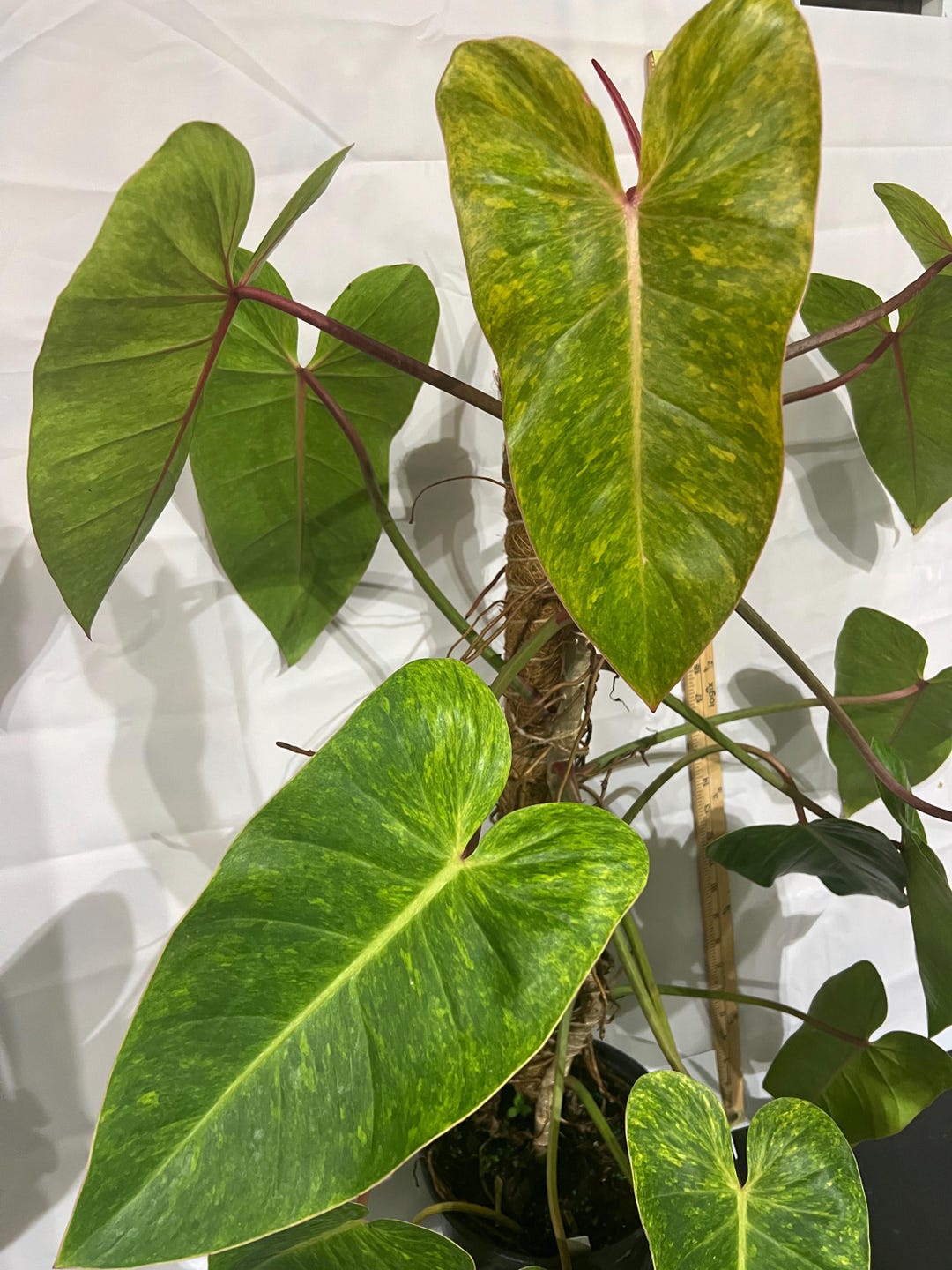 Painted Lady Philodendron Mature Plant on Climbing Pole--exact Plant - Etsy