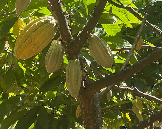 Theobroma Cacao Amelonado/forastero Live Rooted Plant Tree - Etsy