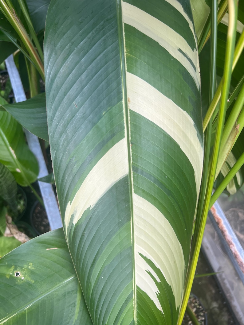 Lady Di Variegated Heliconia Psittacorum. Free Shipping. - Etsy