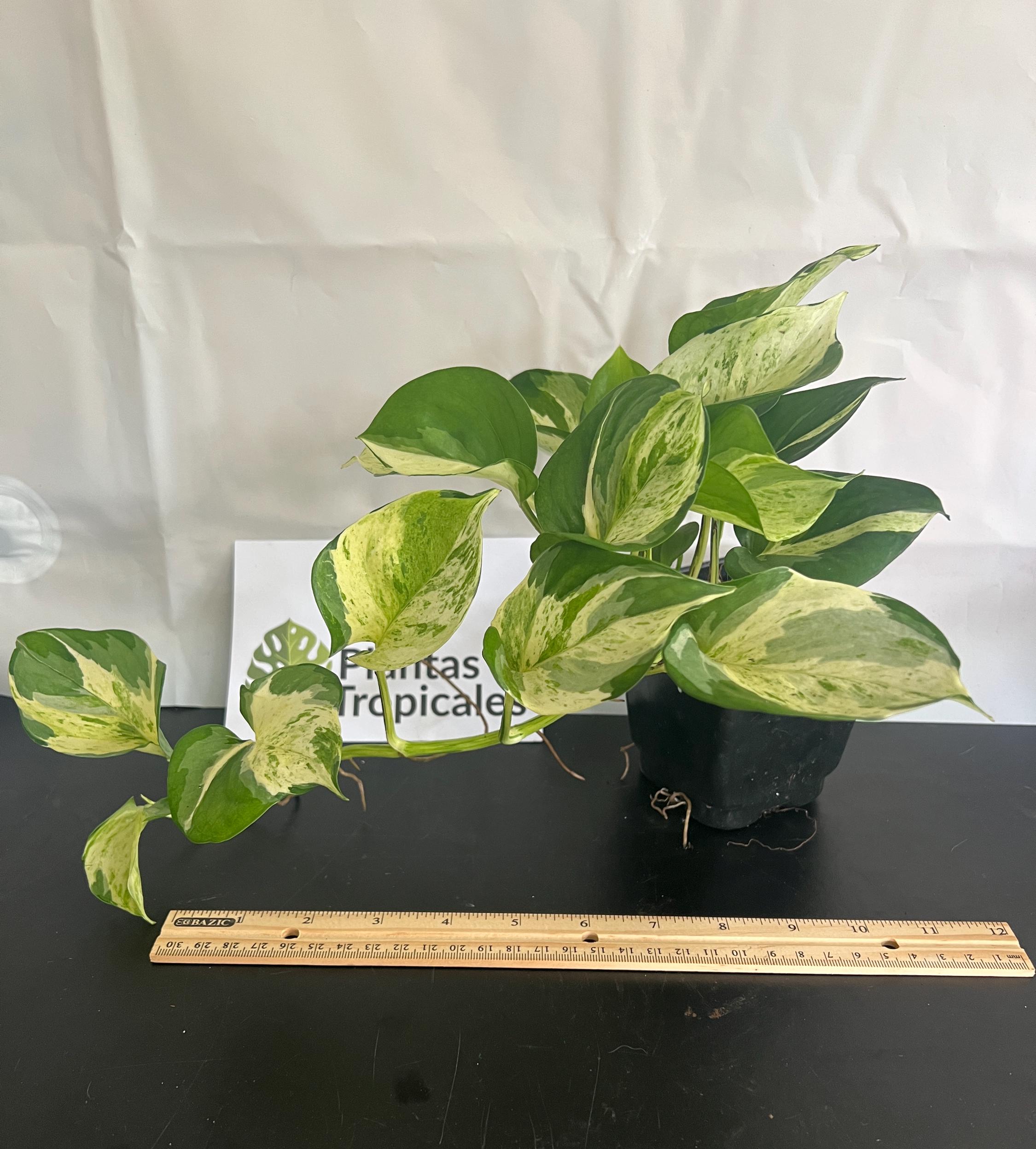 Manjula Pothos, Well Rooted in 4" Pot - Etsy