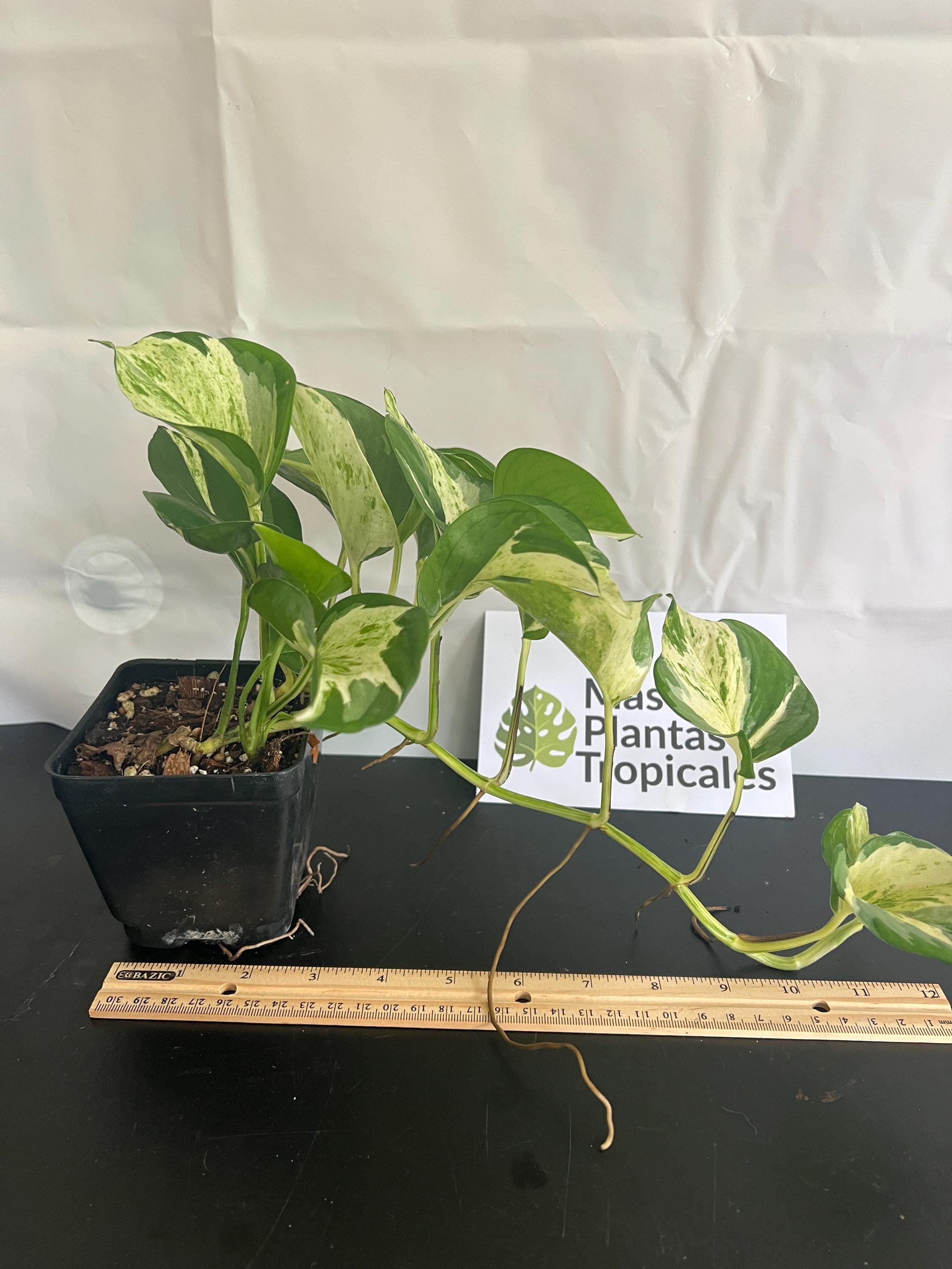 Manjula Pothos, Well Rooted in 4" Pot - Etsy