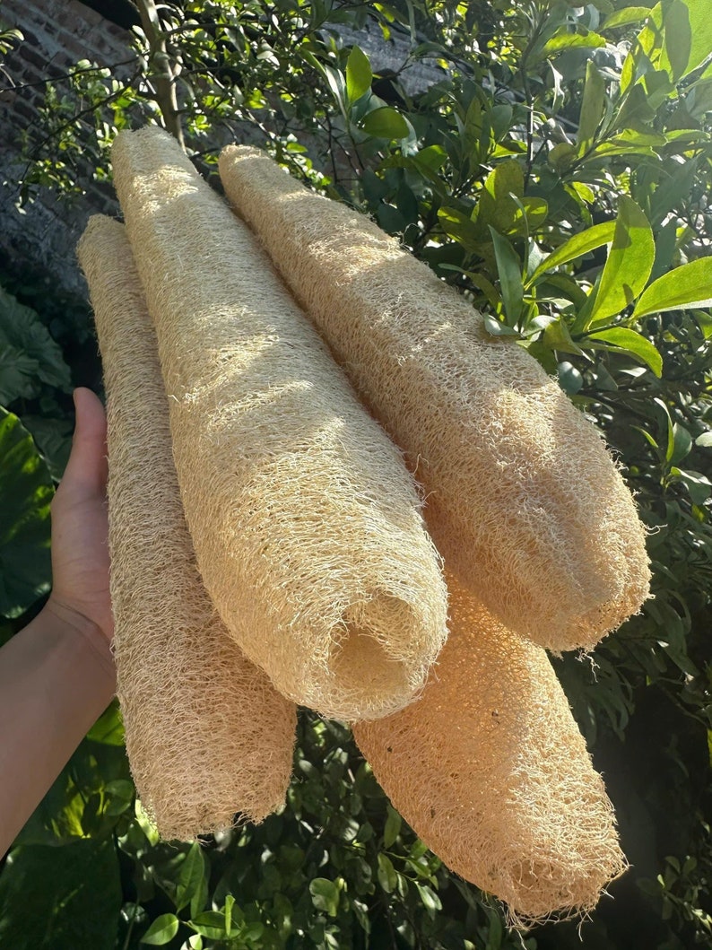 Natural Loofah, Large Whole Loofah Sponge, 100% Natural Plant Based ...