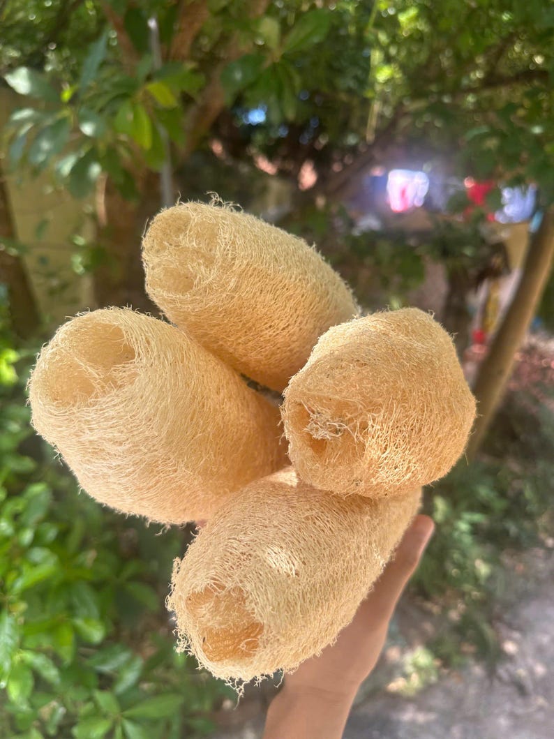 Natural Loofah, Large Whole Loofah Sponge, 100% Natural Plant Based ...