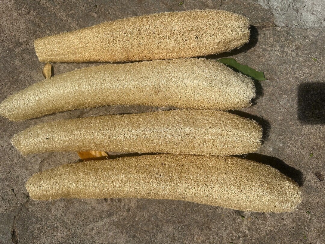 Natural Loofah, Large Whole Loofah Sponge, 100% Natural Plant Based ...