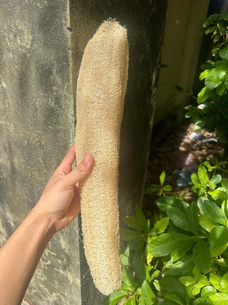 Natural Loofah, Large Whole Loofah Sponge, 100% Natural Plant Based ...