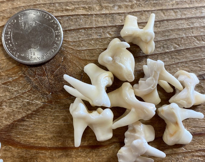 Real Coyote Teeth - Upper First Molars - Bag of 10 - Stock No. 1-219 - Etsy