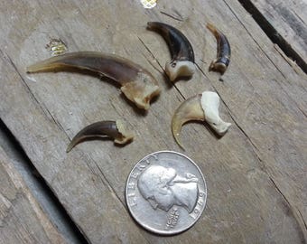 Fox claw | Etsy