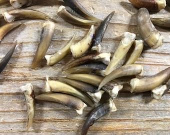 Real Coyote Claws Natural Finish Bag of 10 Pieces Stock | Etsy