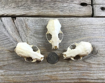 Real animal skull | Etsy