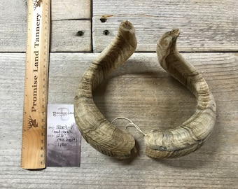 Goat horns | Etsy